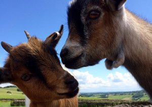 Children - Welcome to Beechenhill Farm