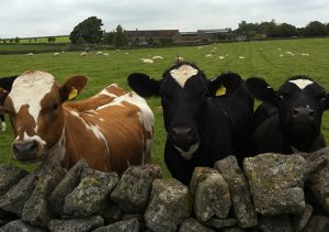 Children - Welcome to Beechenhill Farm
